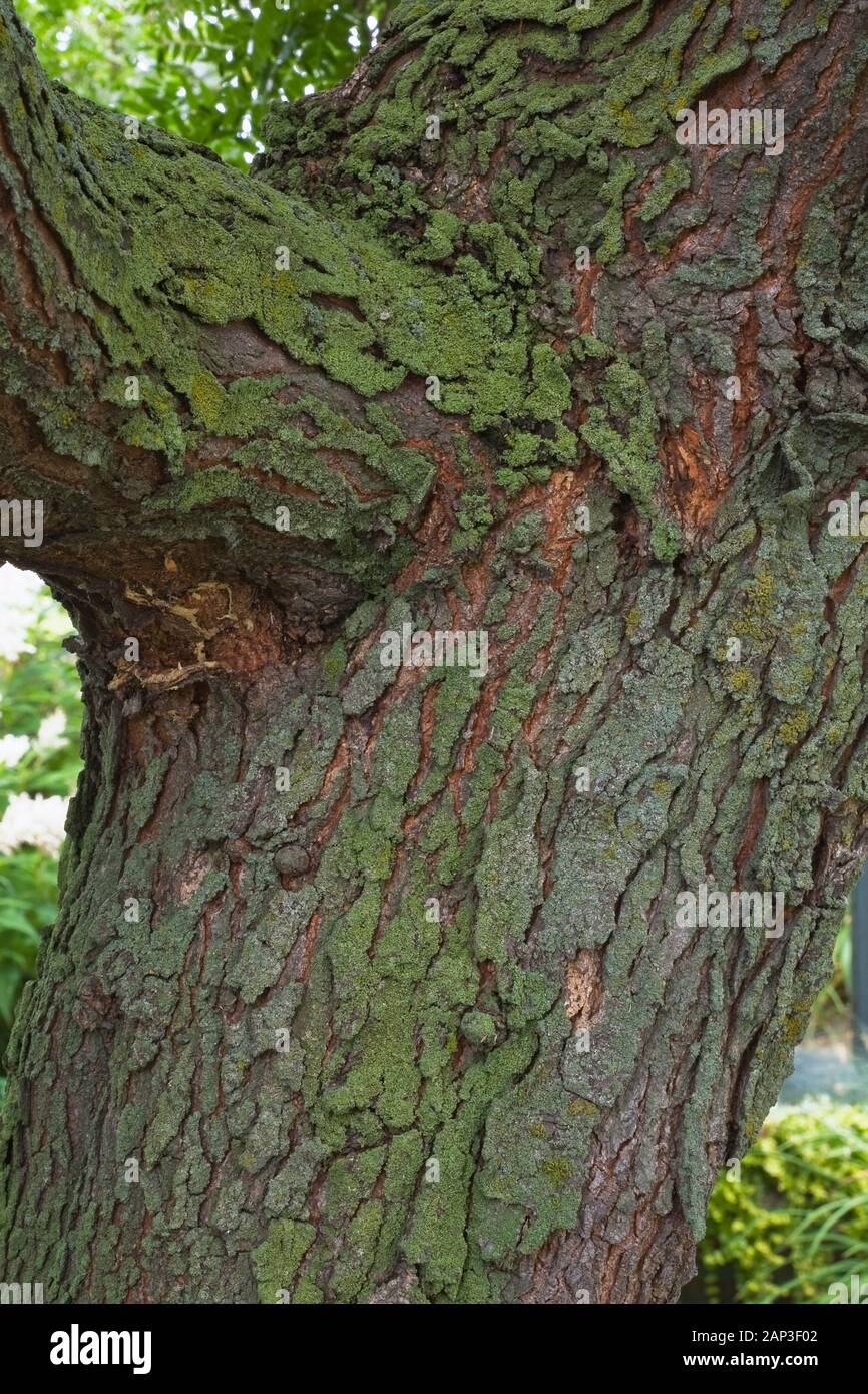 Close-up of deciduous tree trunk and branch covered with green ...