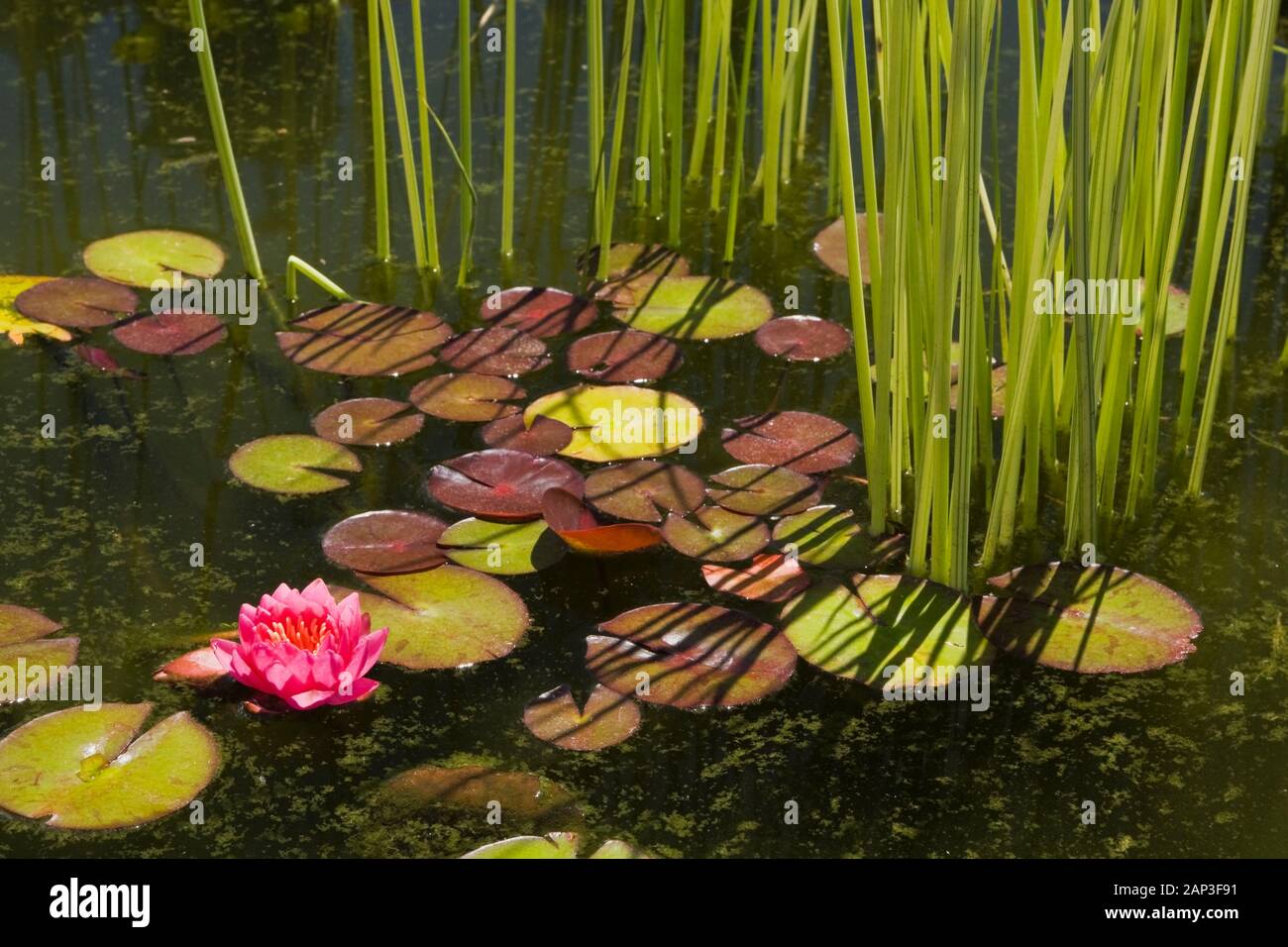 Pink Nymphaea - Water Lily flower and Typha minima - Dwarf Cattails in ...