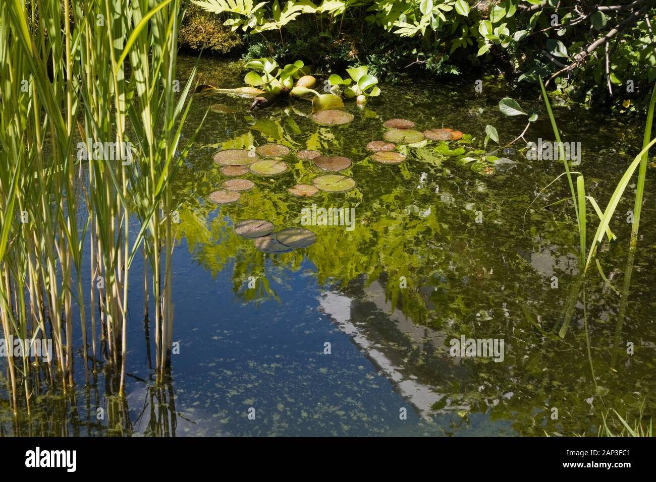 Cattails In Pond