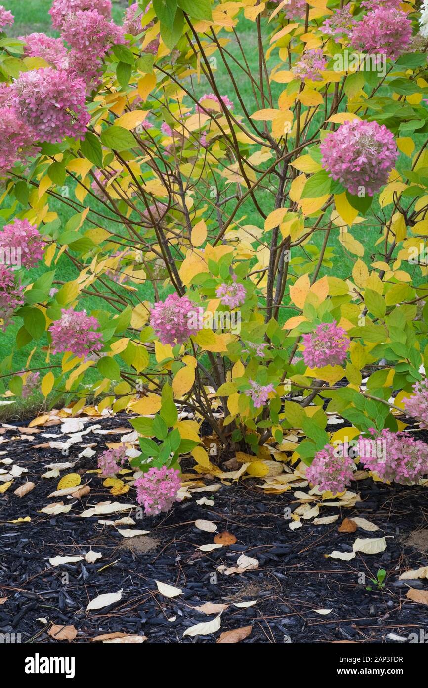 Close-up of pink Hydrangea paniculata flowers in black mulch border in ...