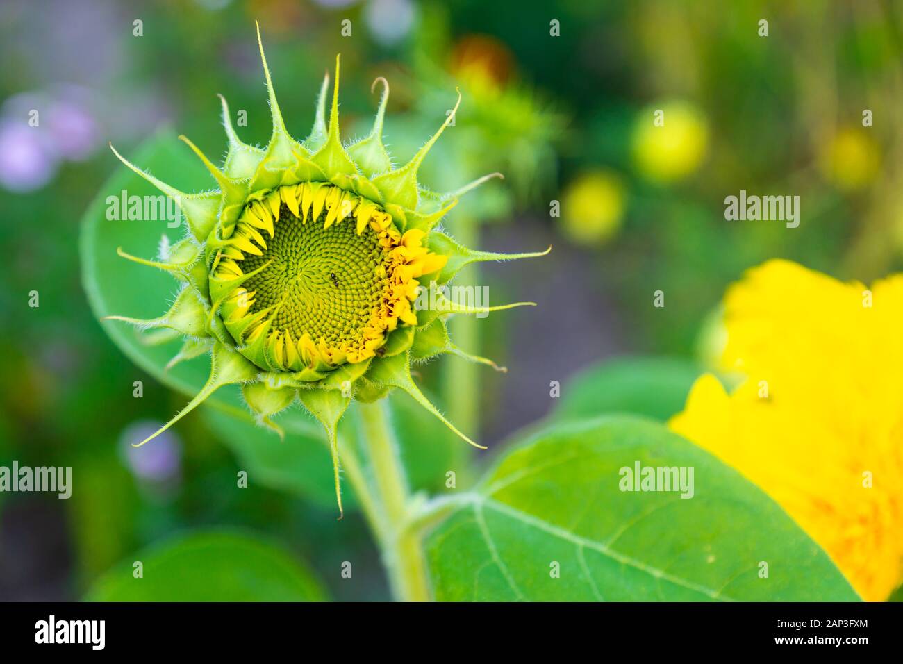 Beautiful sunflower chilling in shadow Stock Photo - Alamy