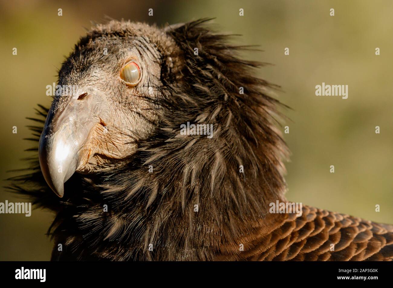 California condor juvenile hi-res stock photography and images - Alamy