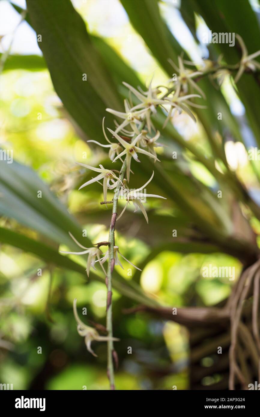 Eria javanica orchid Stock Photo - Alamy