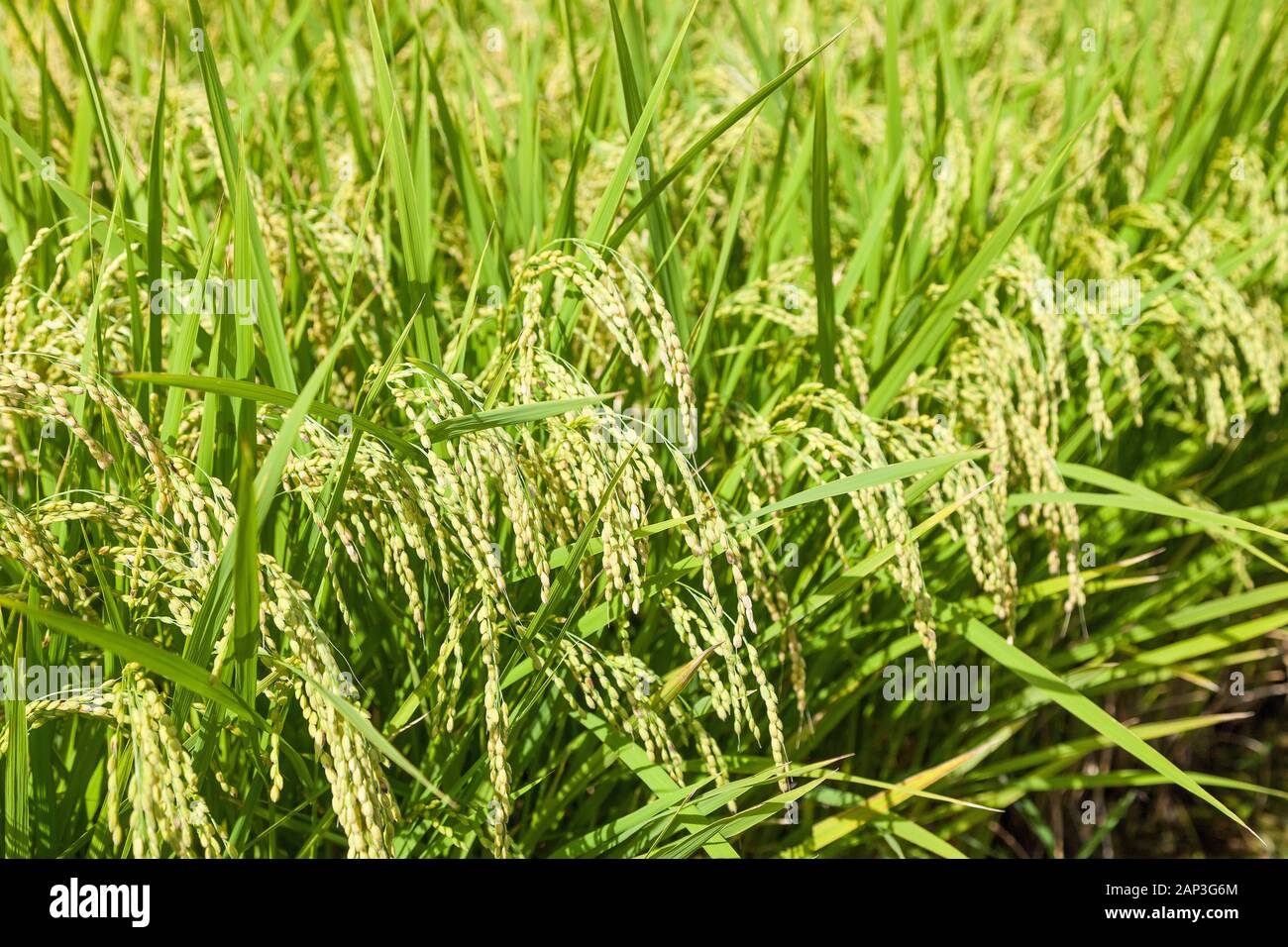 Beautiful green color rice field., Ripening rice in a paddy field Stock ...