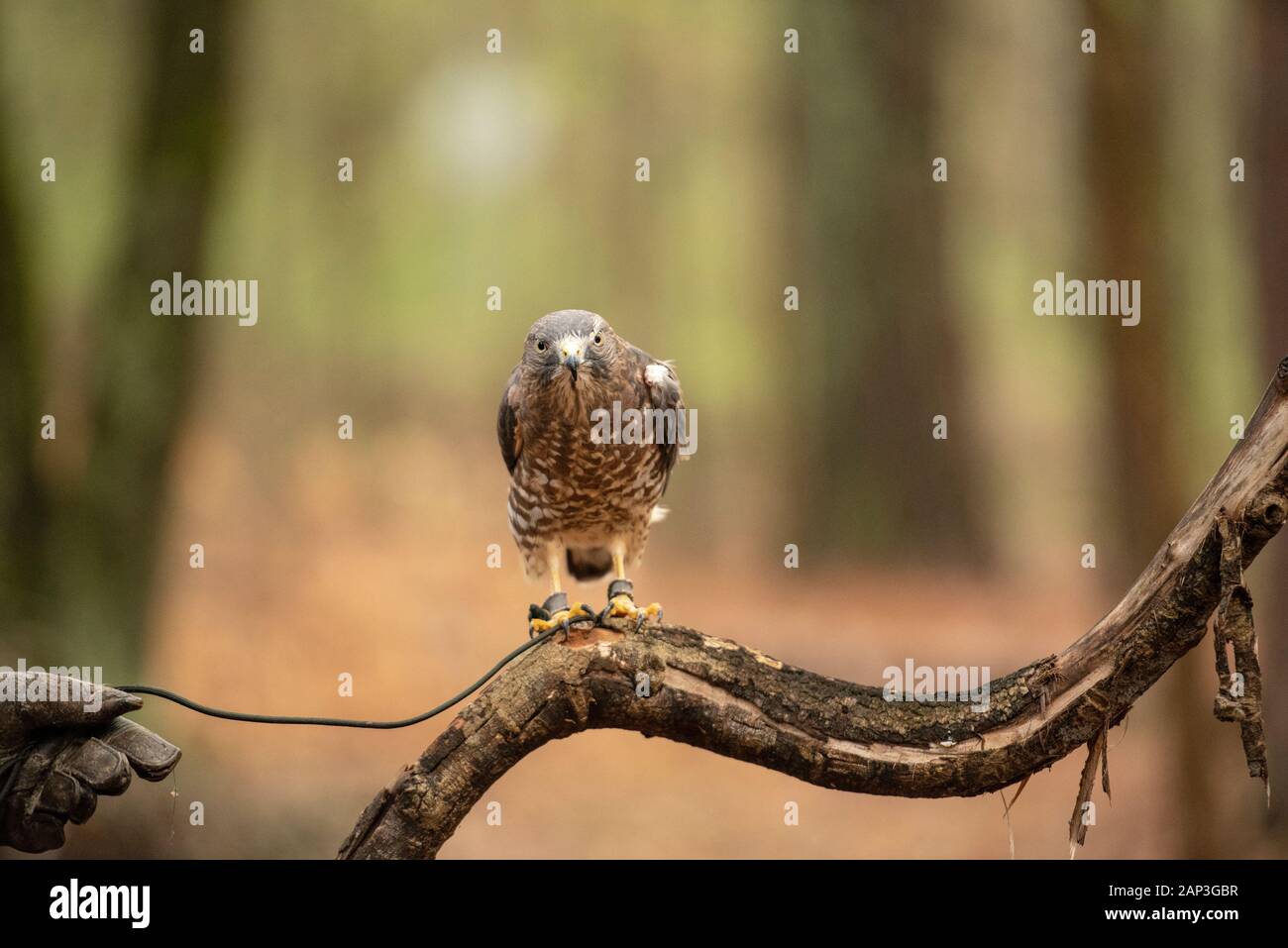 Images of captive birds at the Carolina Raptor Center (www ...