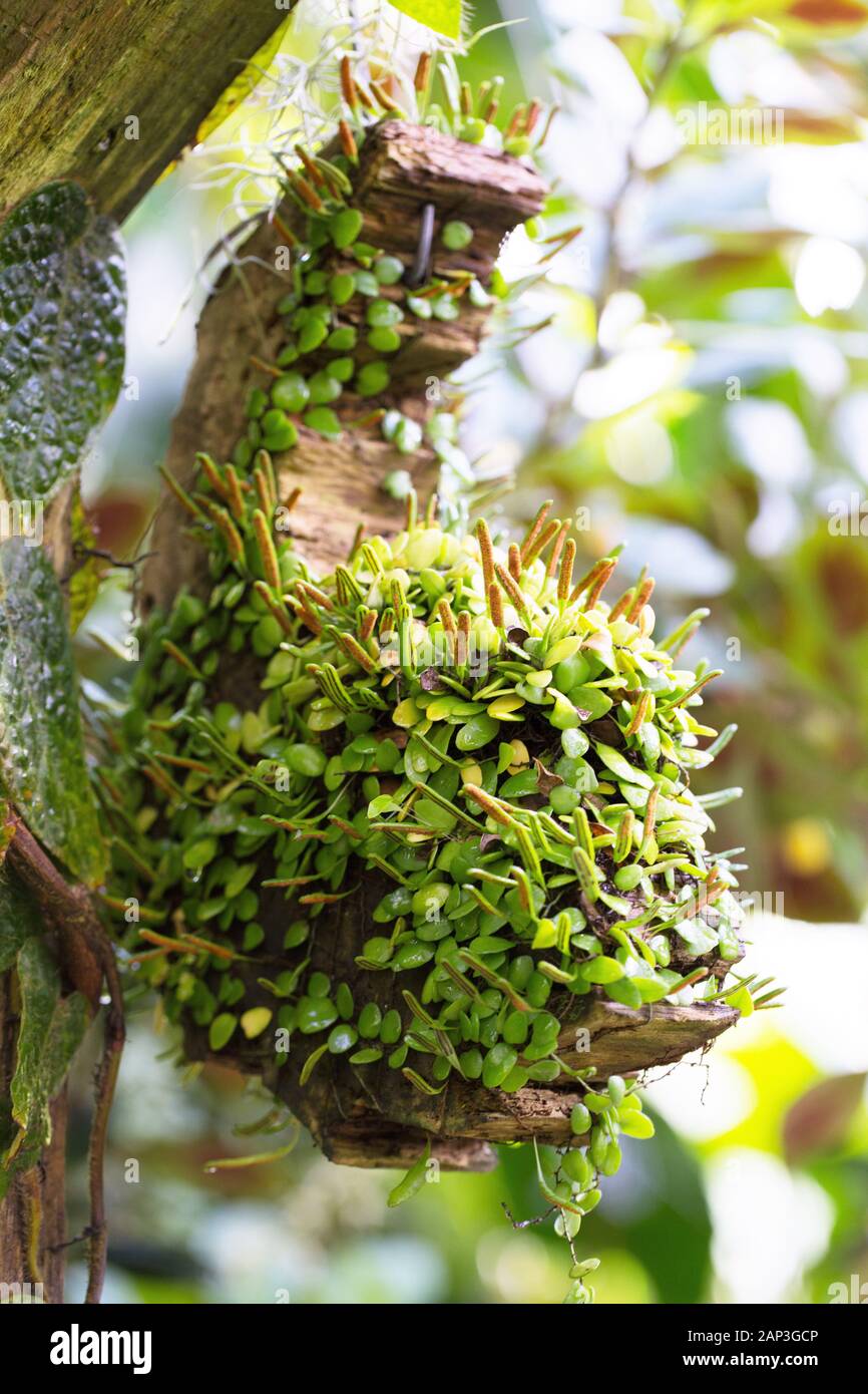 Lemmaphyllum microphyllum epiphytic fern Stock Photo - Alamy