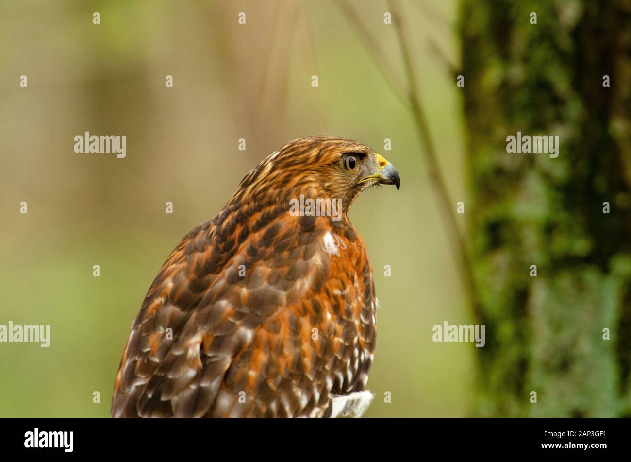 Carolina raptor center hi-res stock photography and images - Alamy