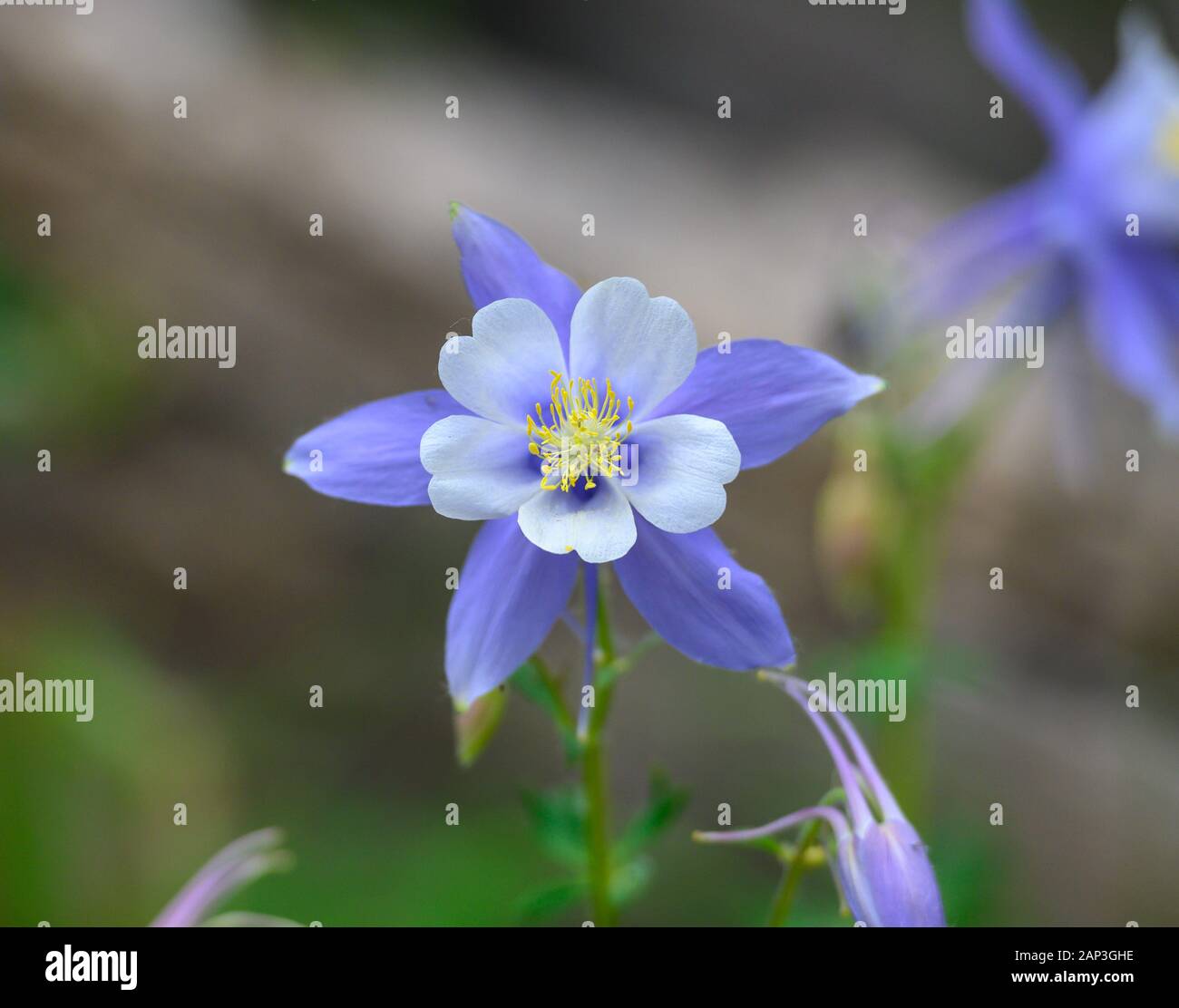 Rare flowers of colorado hi-res stock photography and images - Alamy