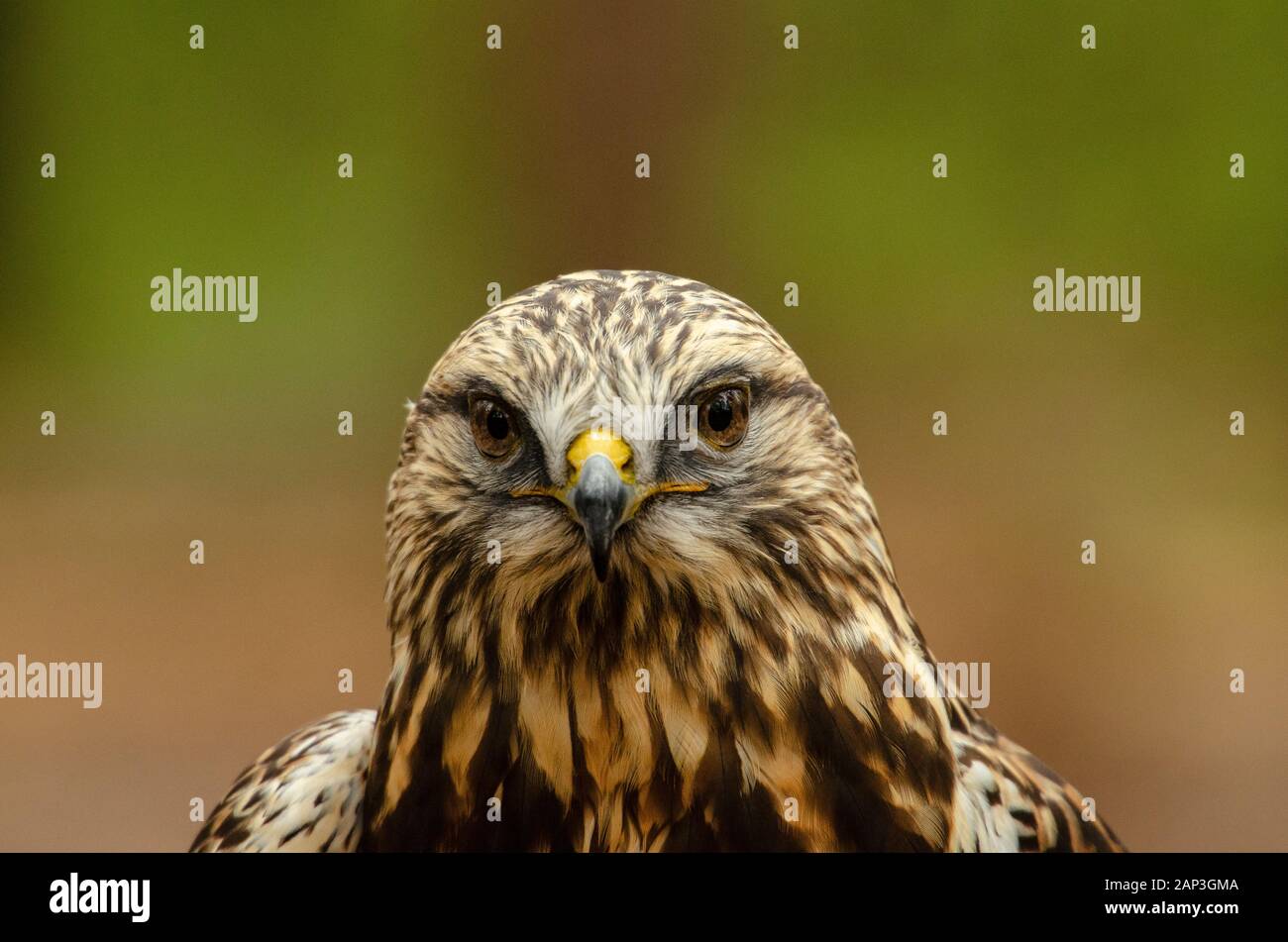Carolina raptor center hi-res stock photography and images - Alamy