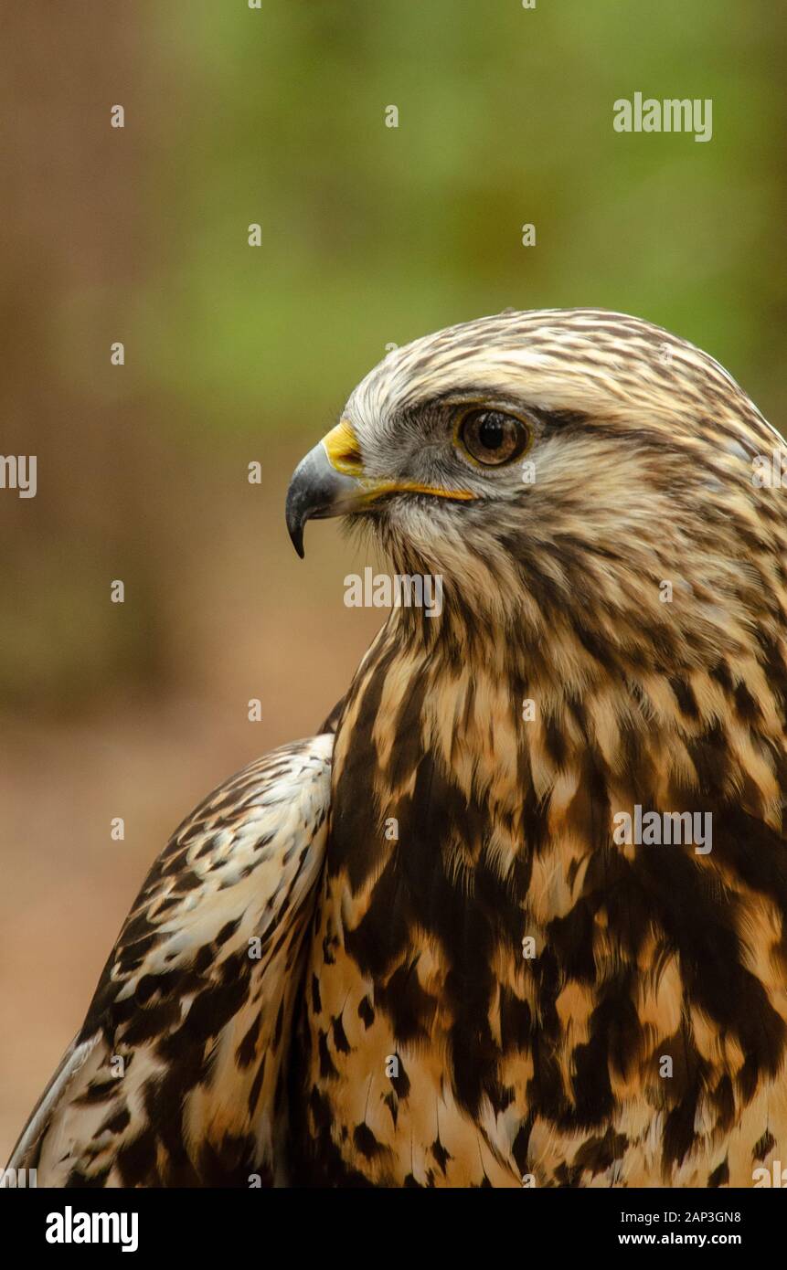 Images of captive birds at the Carolina Raptor Center (www ...