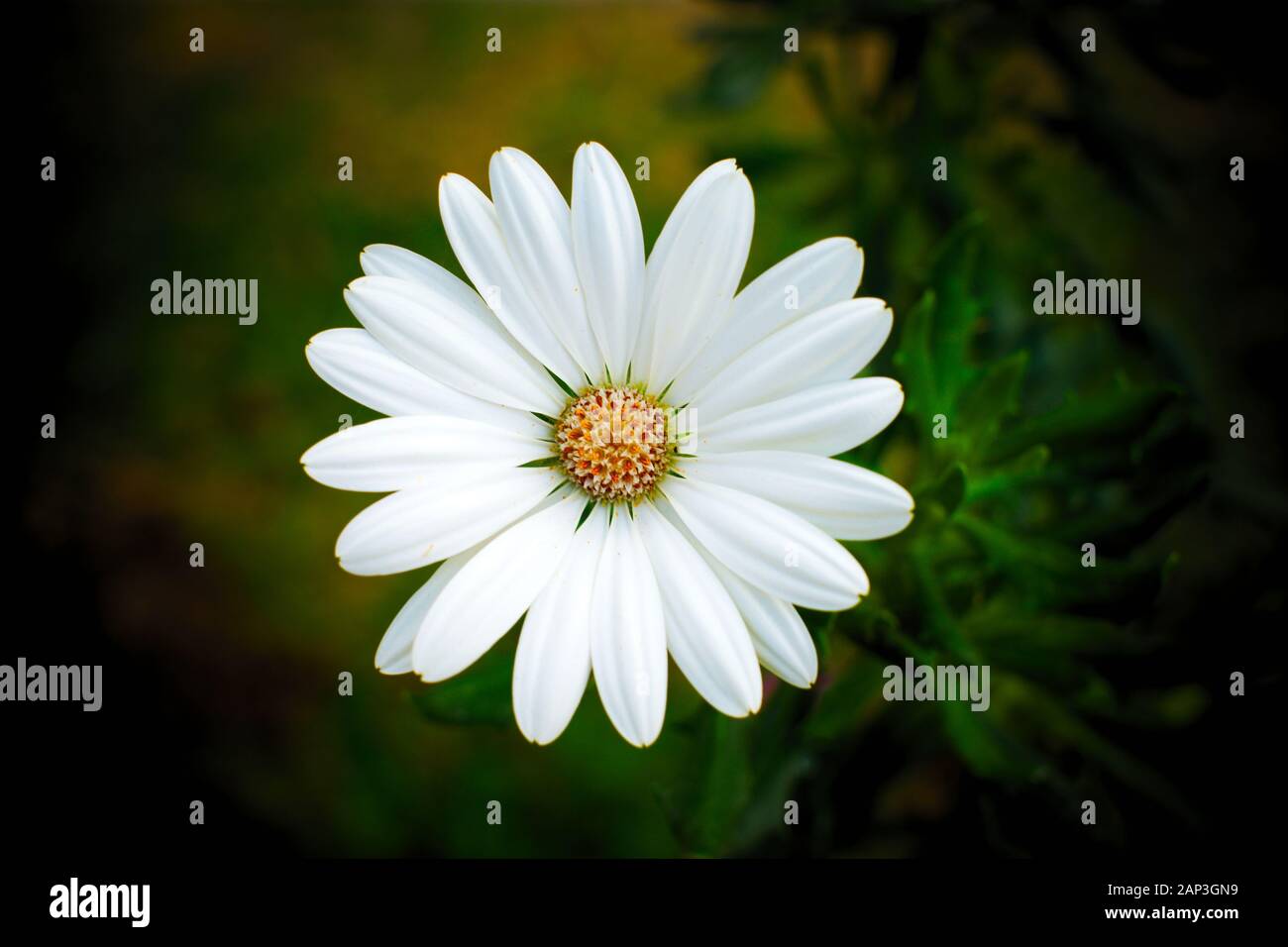 Simple daisy hi-res stock photography and images - Alamy