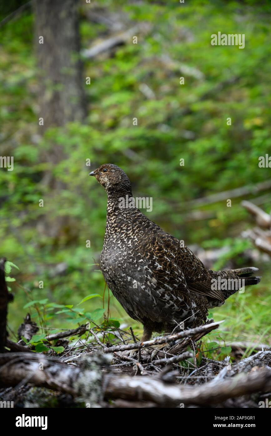 Grouse in profile hi-res stock photography and images - Alamy