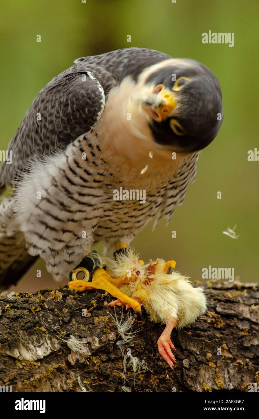 Captive birds hi-res stock photography and images - Alamy