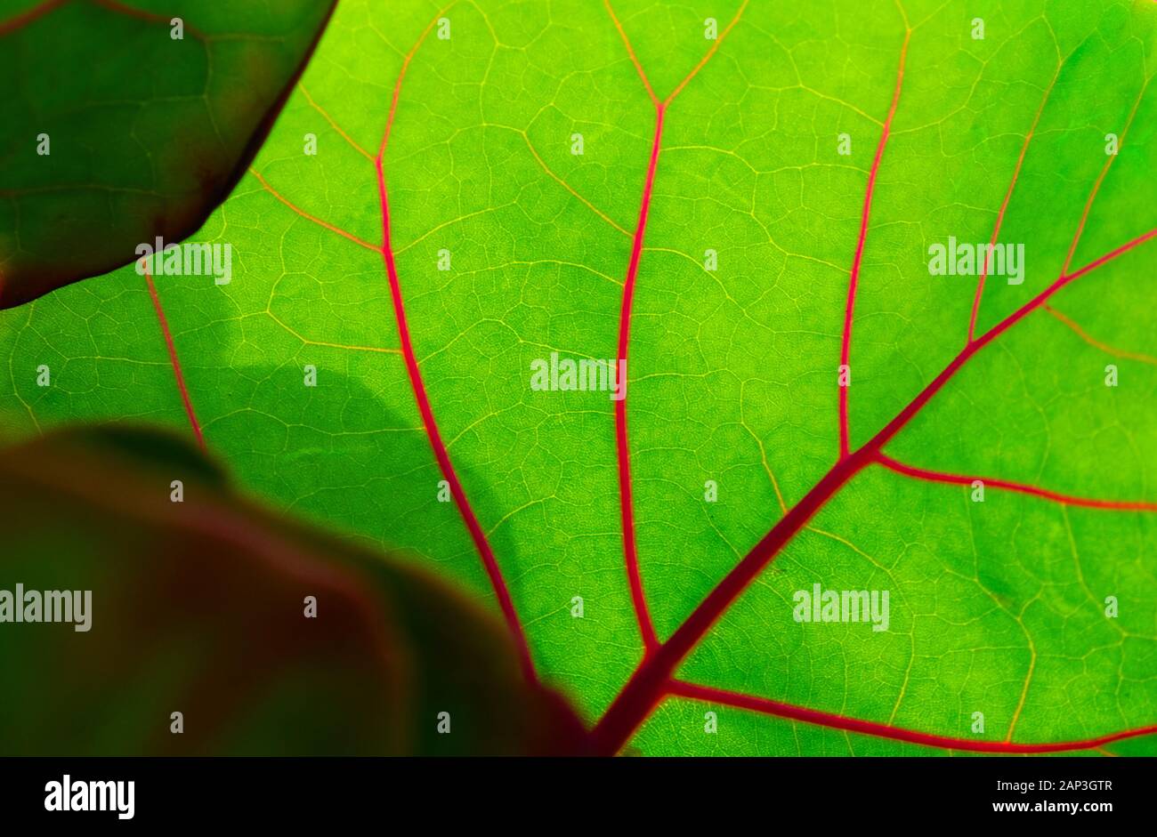 Translucent green leaf hi-res stock photography and images - Alamy