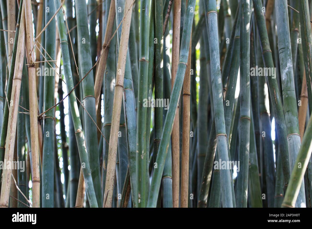 Bambusa textilis gracilis - graceful bamboo Stock Photo - Alamy
