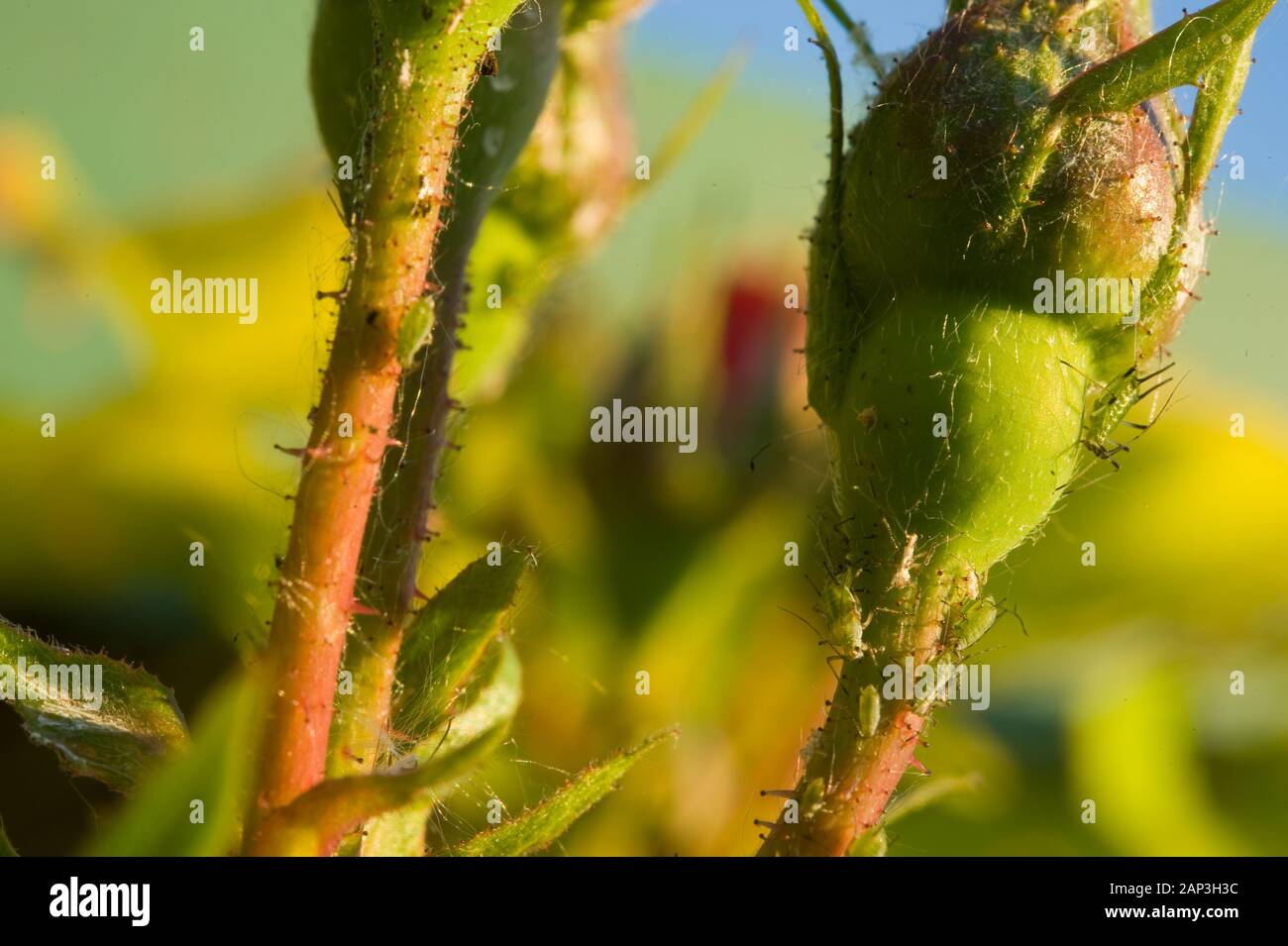 Blattlaus insekt hi-res stock photography and images - Alamy