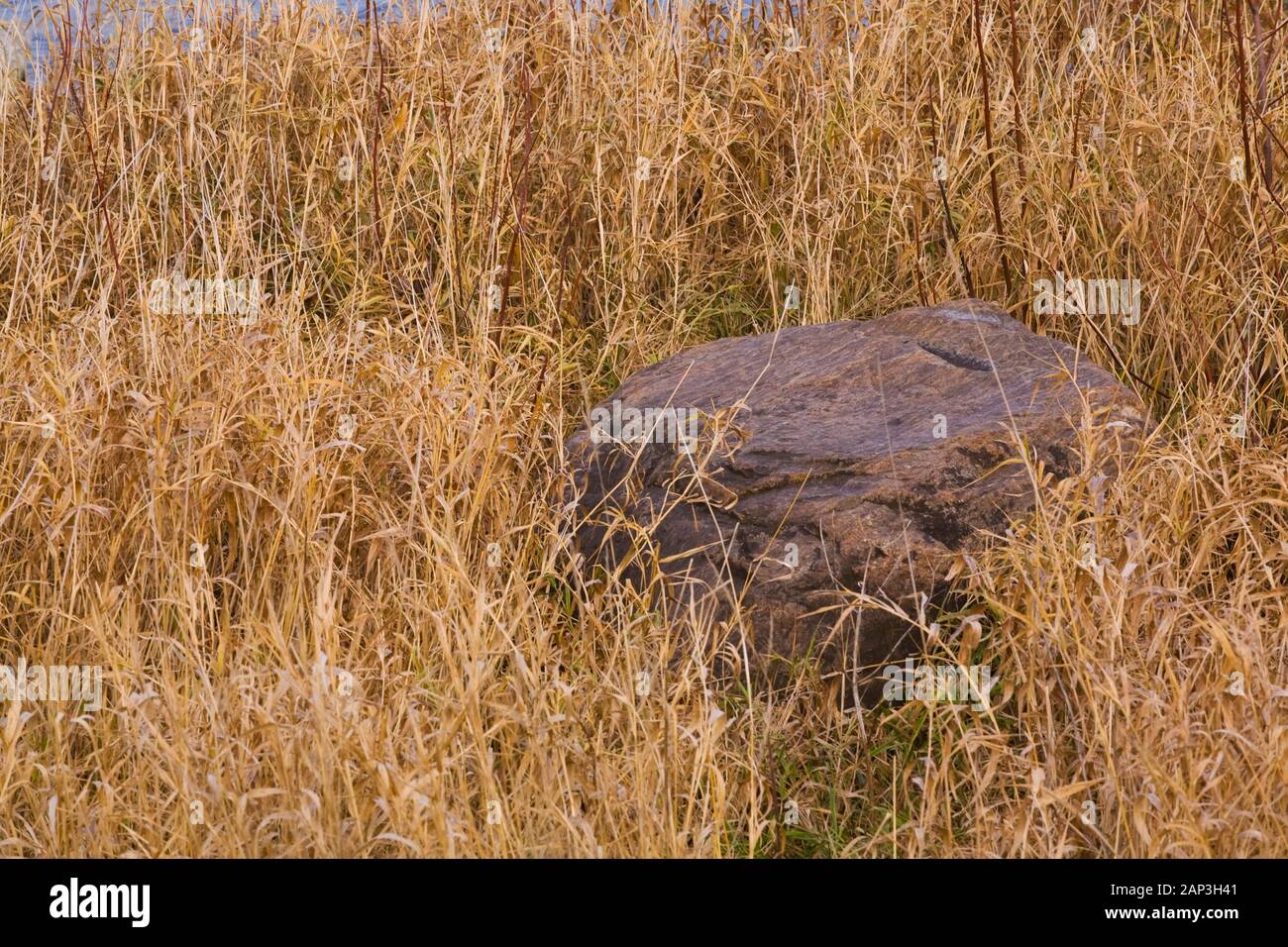 Large rock and perennial grass plants growing wild on edge of river in ...