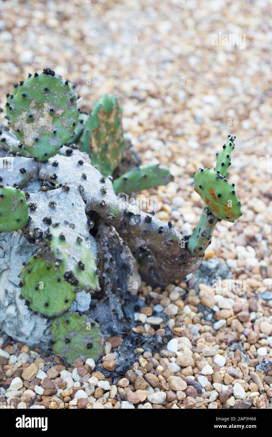 Opuntia humifusa usa hi-res stock photography and images - Alamy