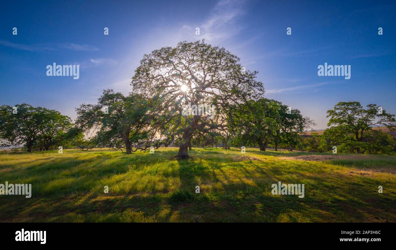 Inspirational background of sunlight through oak trees on a sunny day ...