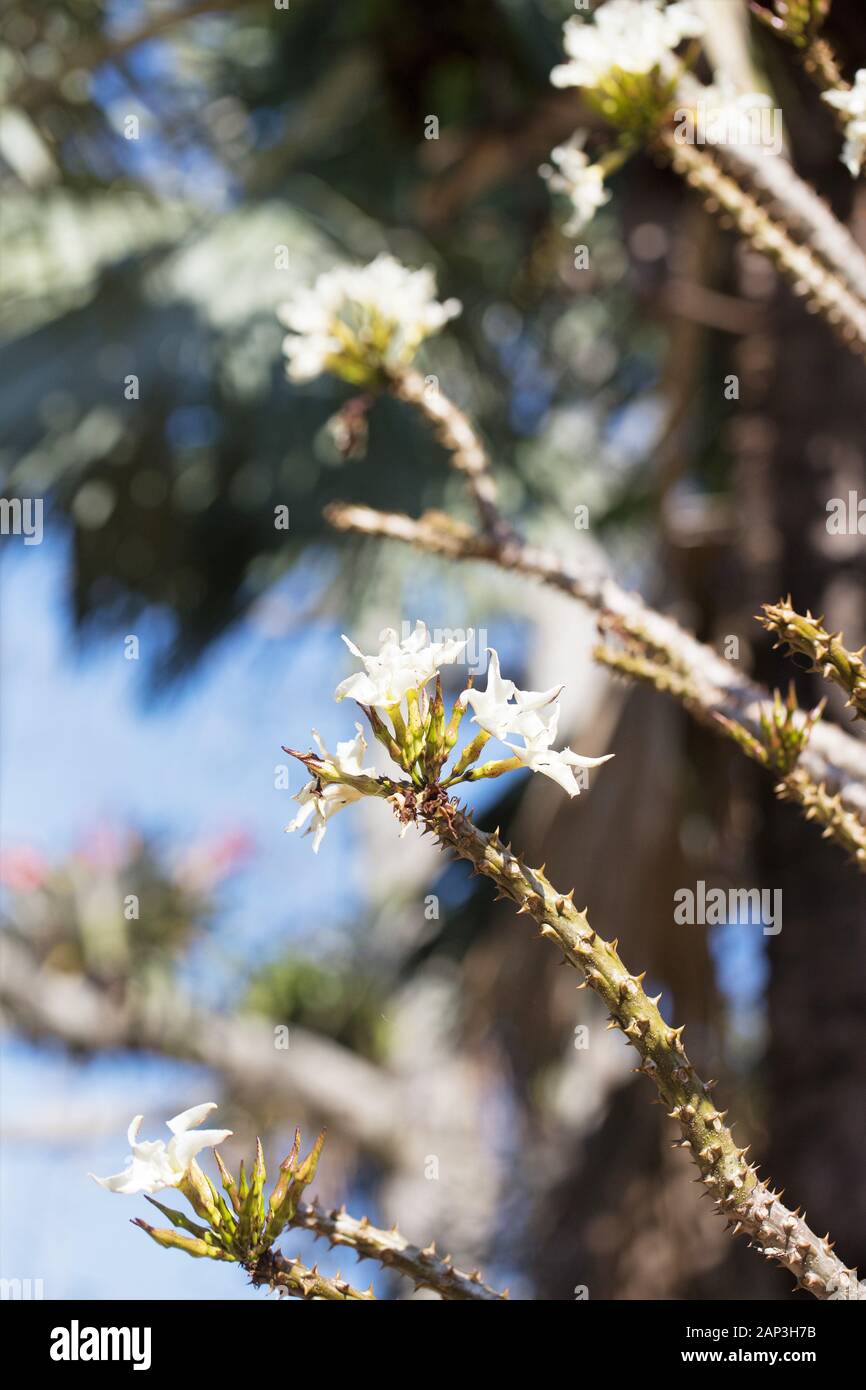 Pachypodium rutenbergianum flowering Stock Photo - Alamy