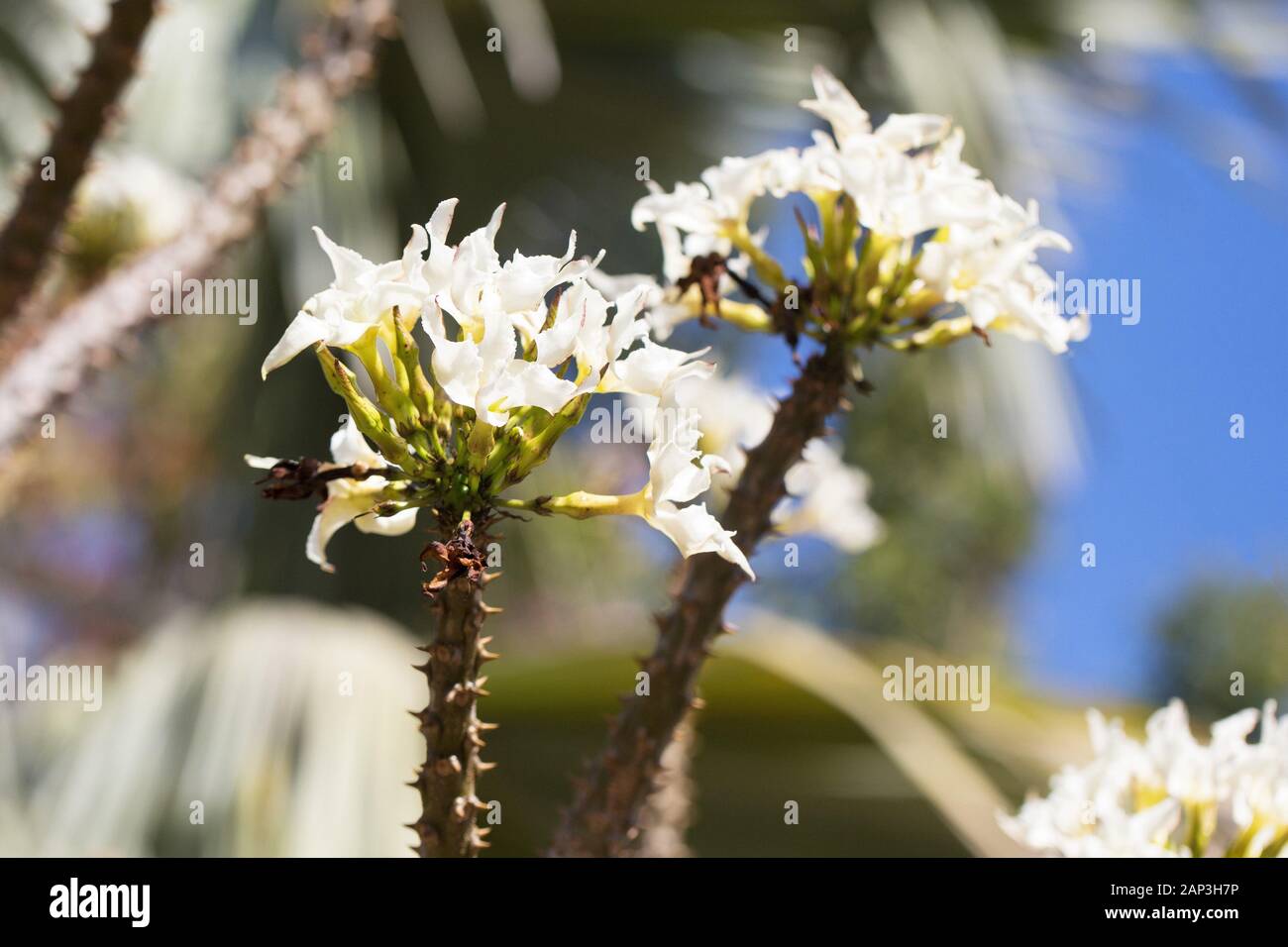 Pachypodium rutenbergianum flowering Stock Photo - Alamy