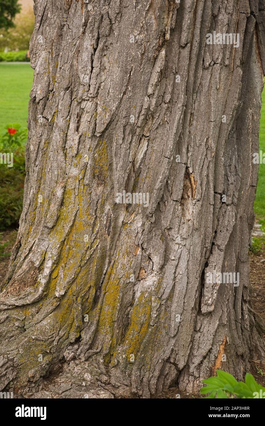 Close-up of a large Acer - Maple tree trunk partially covered with ...