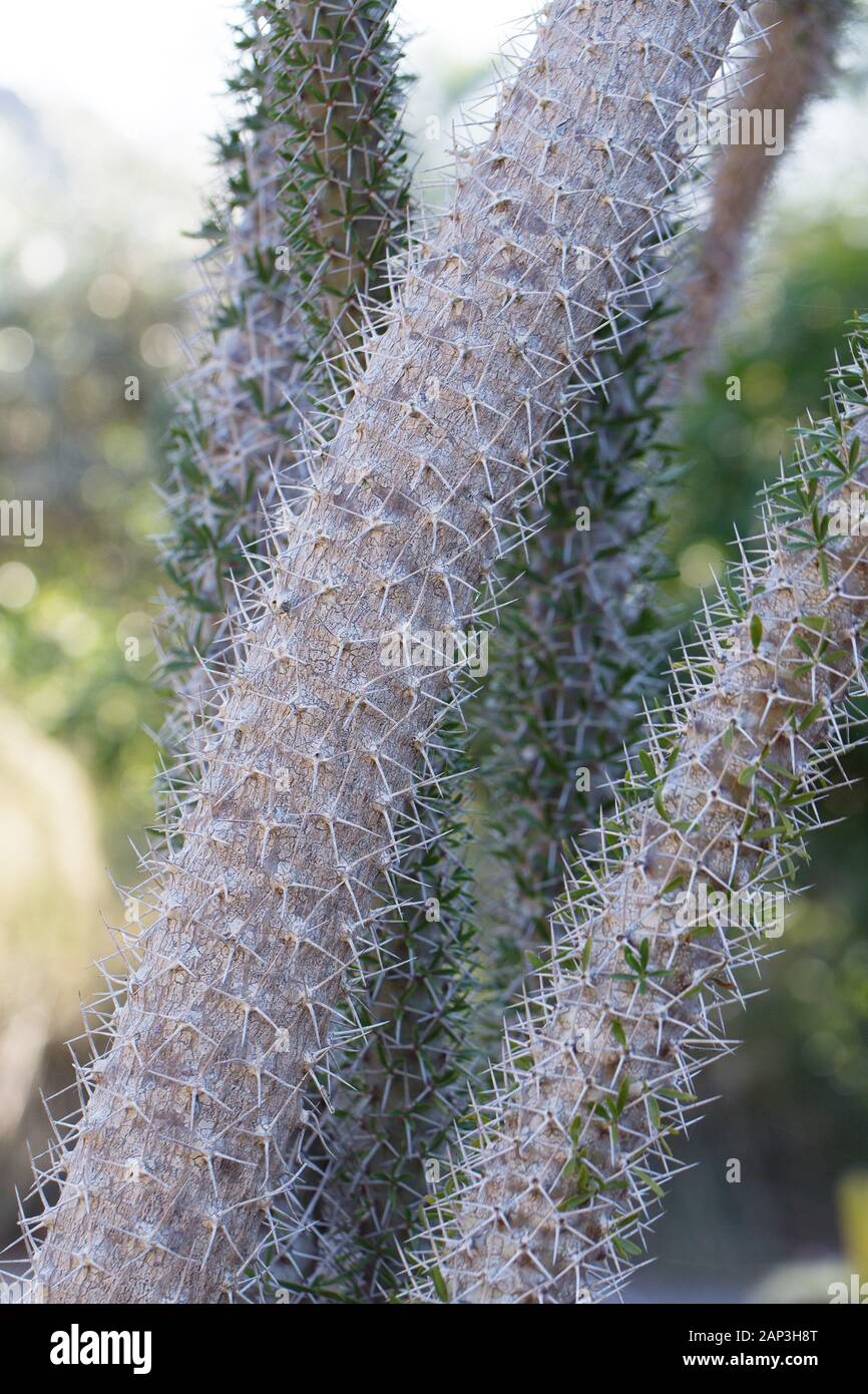 Didierea hi-res stock photography and images - Alamy