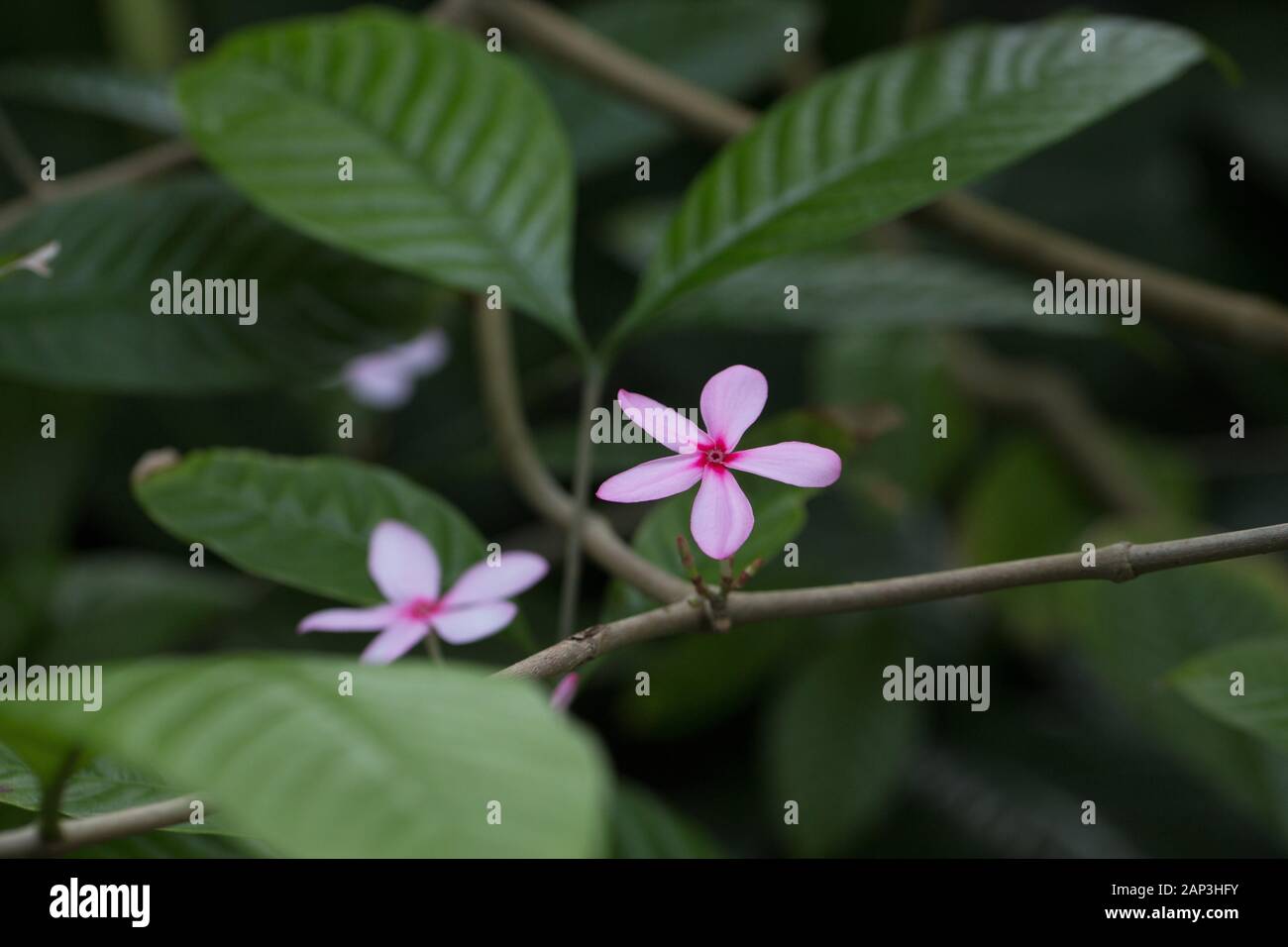 Kopsia fruticosa plant Stock Photo - Alamy