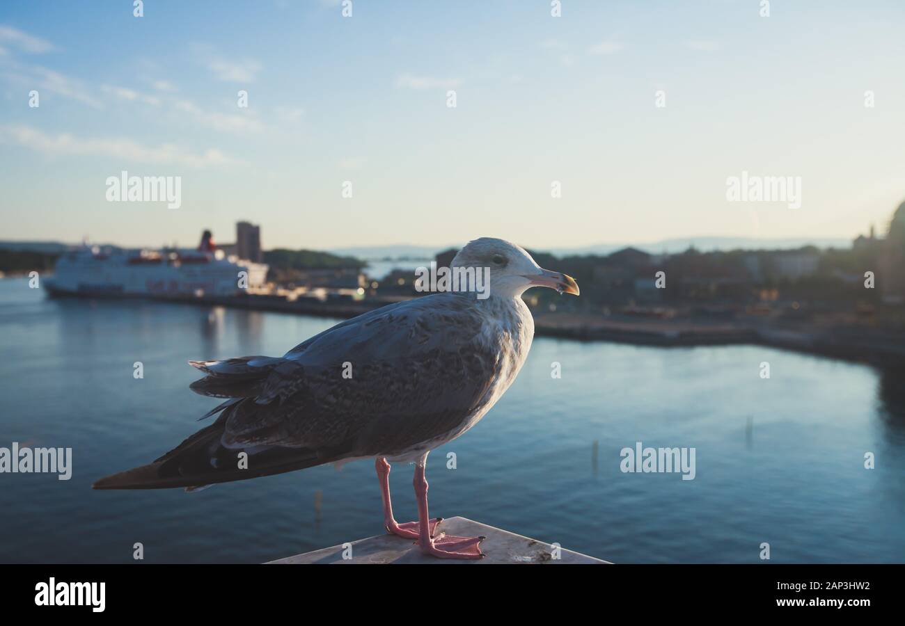 View of Oslo city, capital of Norway, with Sentrum borough, new ...