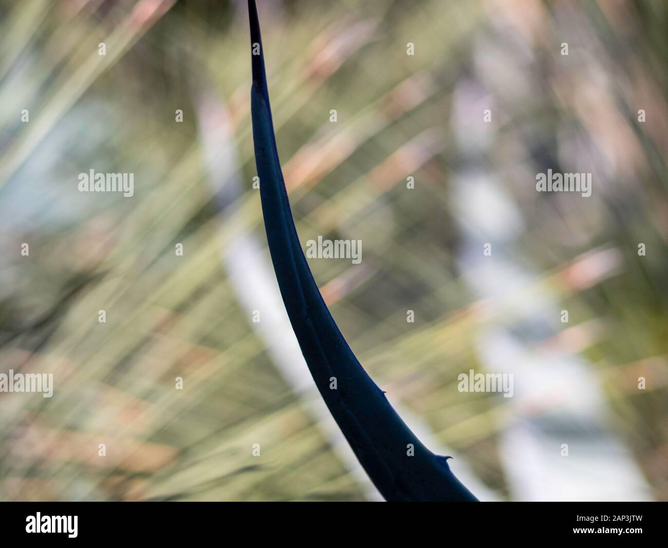 Spiky yucca and cactus leaves for green, abstract background Stock ...