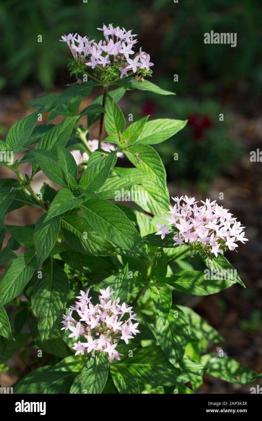 Pentas lanceolata, commonly known as Egyptian starcluster Stock Photo ...