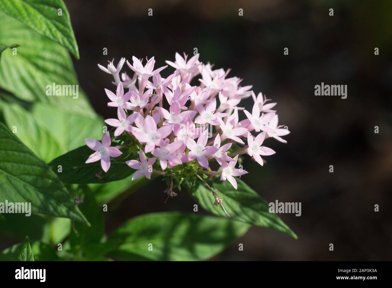 Pentas lanceolata, commonly known as Egyptian starcluster Stock Photo ...