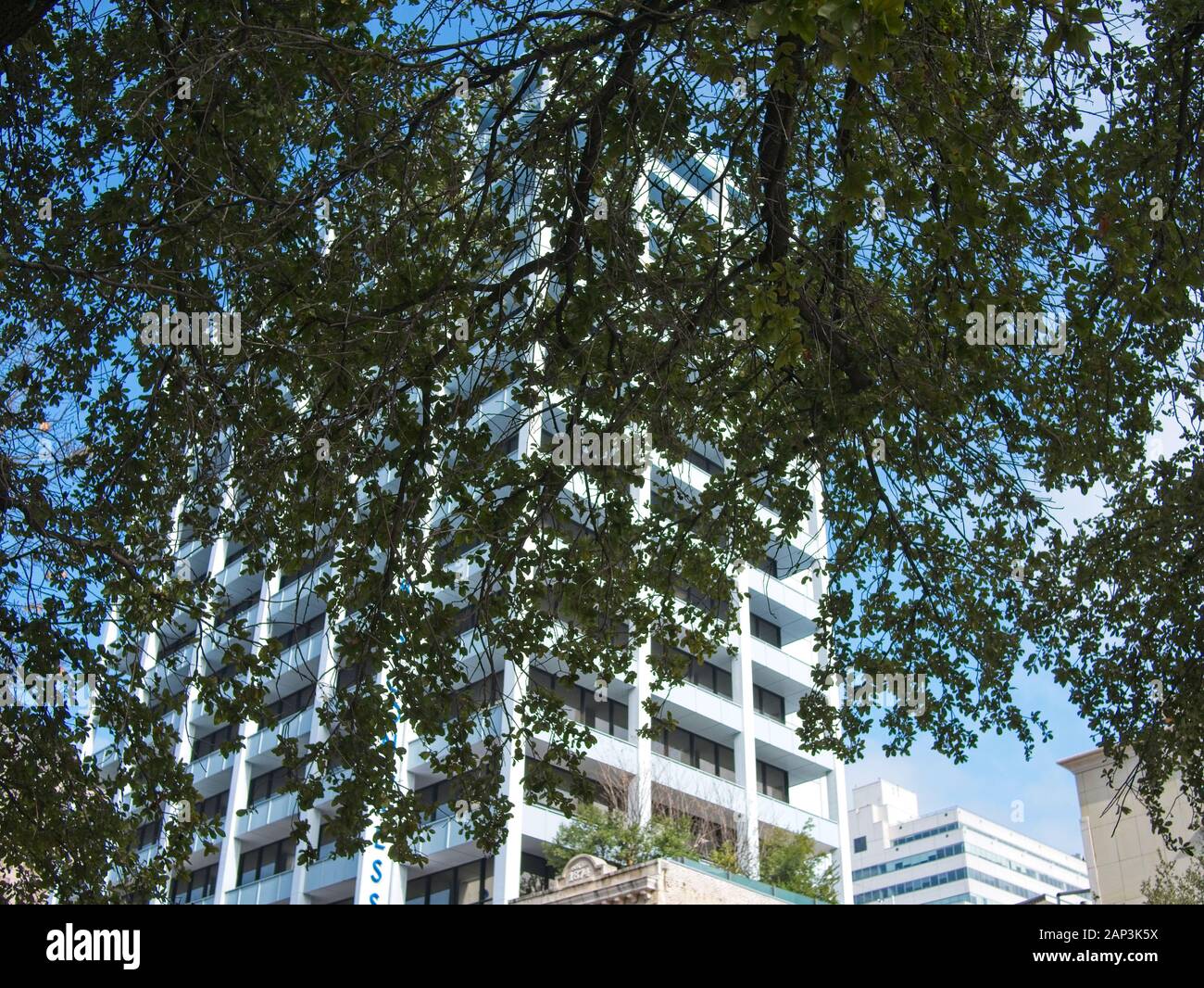 Juxtaposition, Large tree branches in front of urban modern buildings ...
