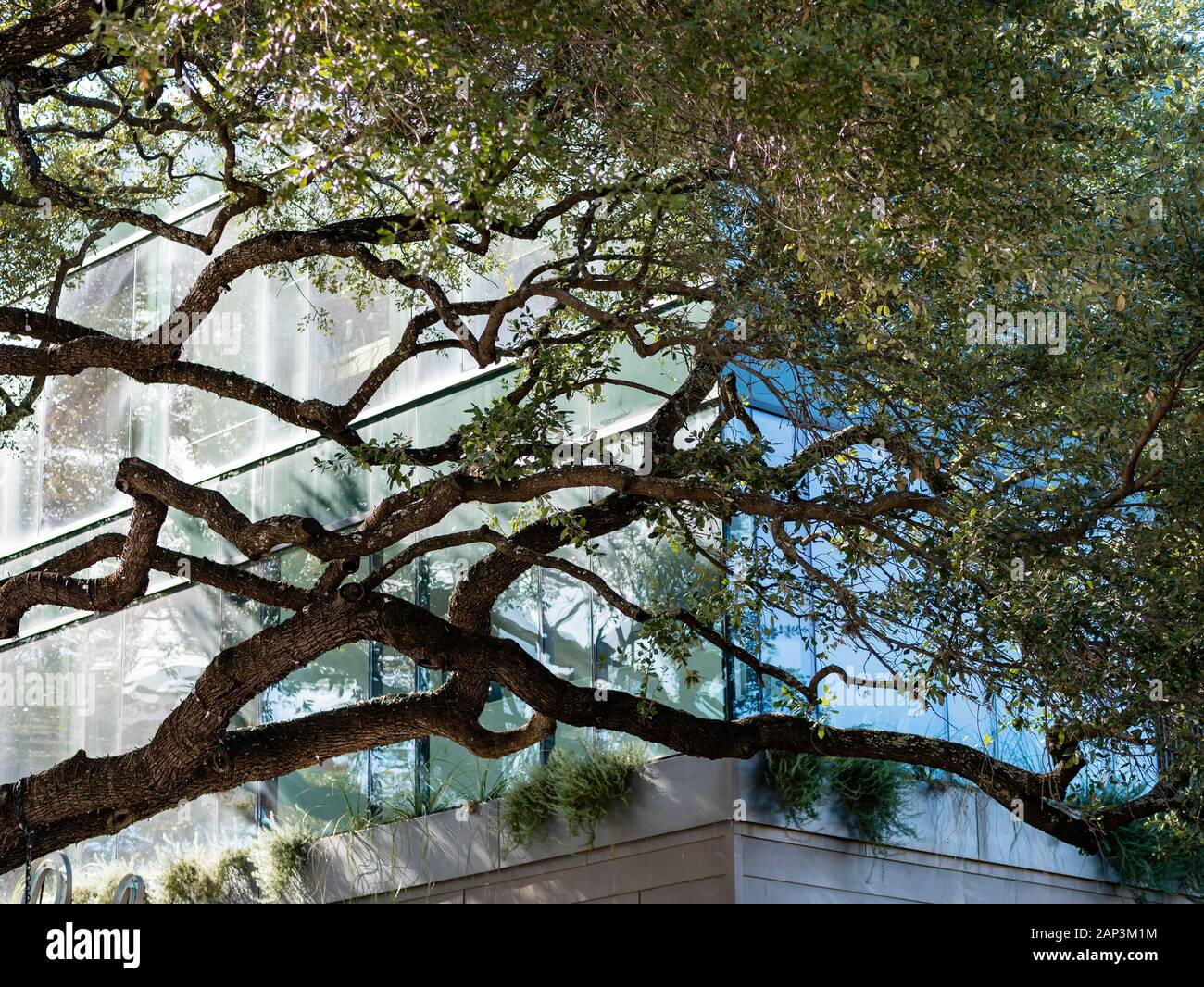 Juxtaposition, Large tree branches in front of urban modern buildings ...