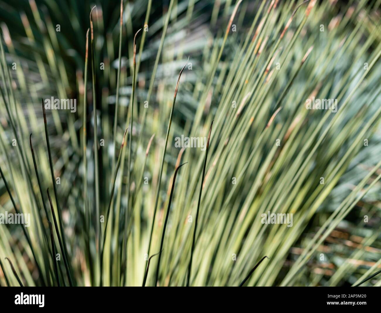 Spiky yucca plant hi-res stock photography and images - Alamy