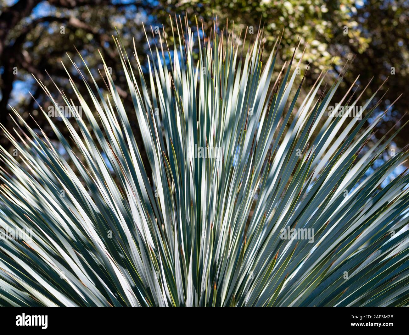 Spiky yucca plant hi-res stock photography and images - Alamy