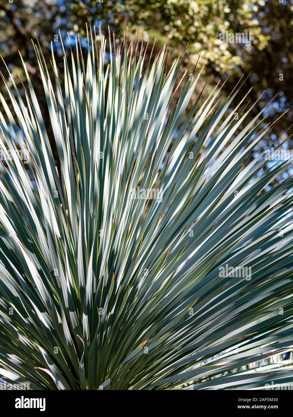 Spiky, yucca plant for textured, abstract background Stock Photo - Alamy