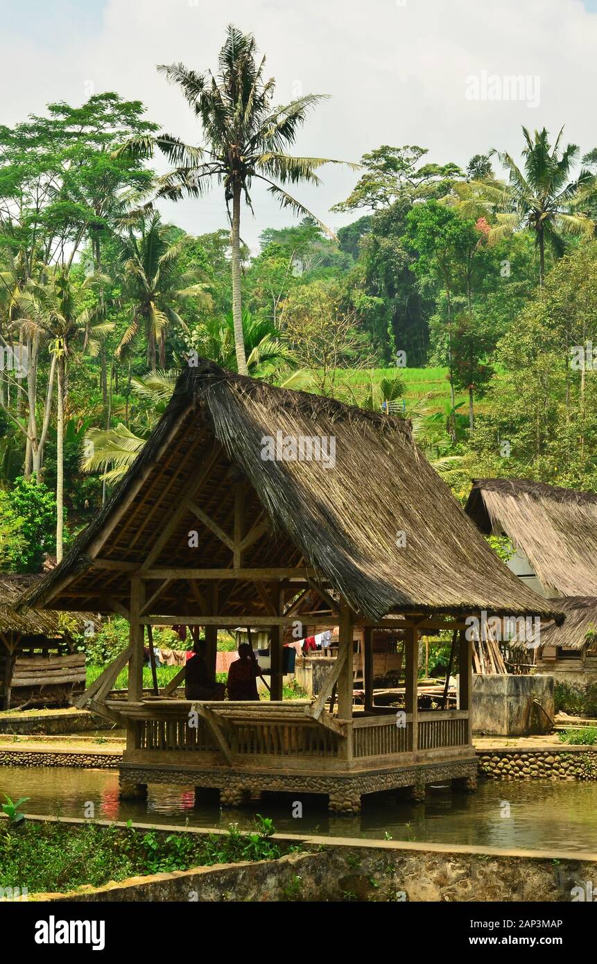 Java indonesia rice paddies hi-res stock photography and images - Alamy