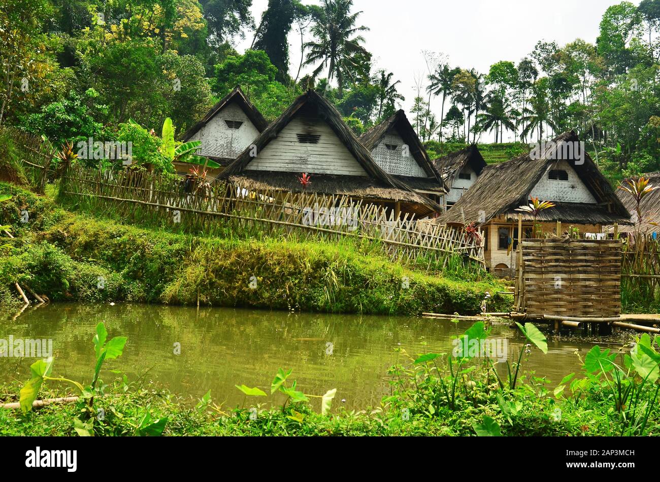 village ponds between residents' houses in Tasikmalaya, West Java ...