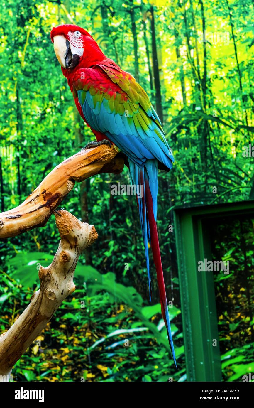 Green wing macaw hi-res stock photography and images - Alamy