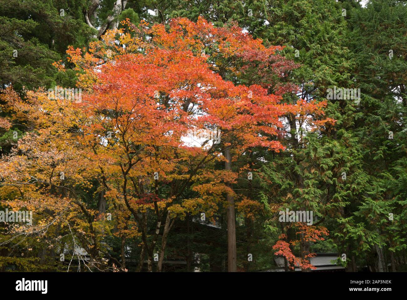 Fall colours in Nikko Japan Stock Photo - Alamy