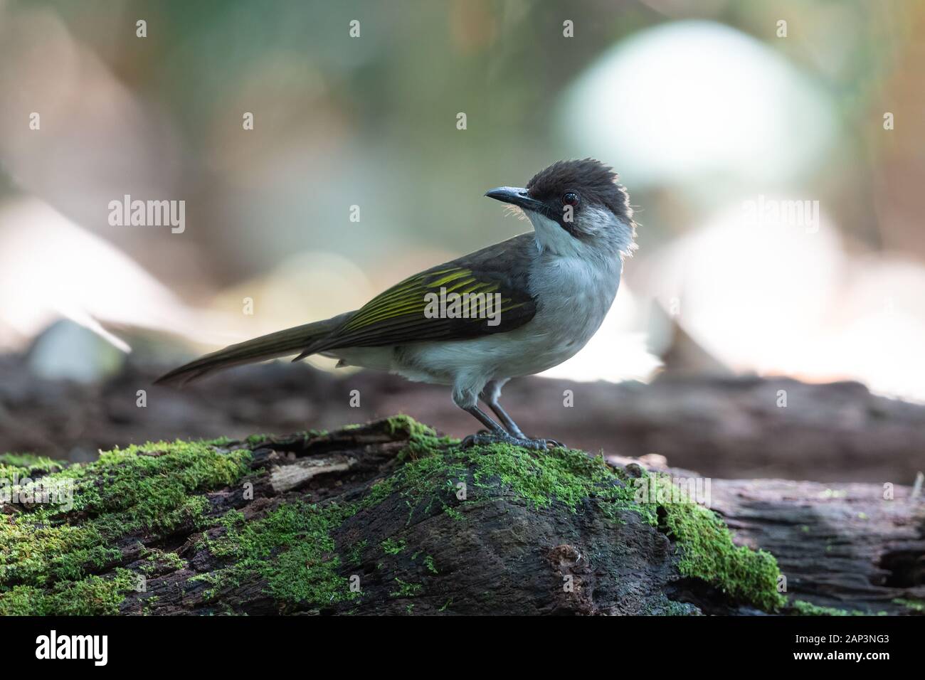 Indian bulbul hi-res stock photography and images - Alamy