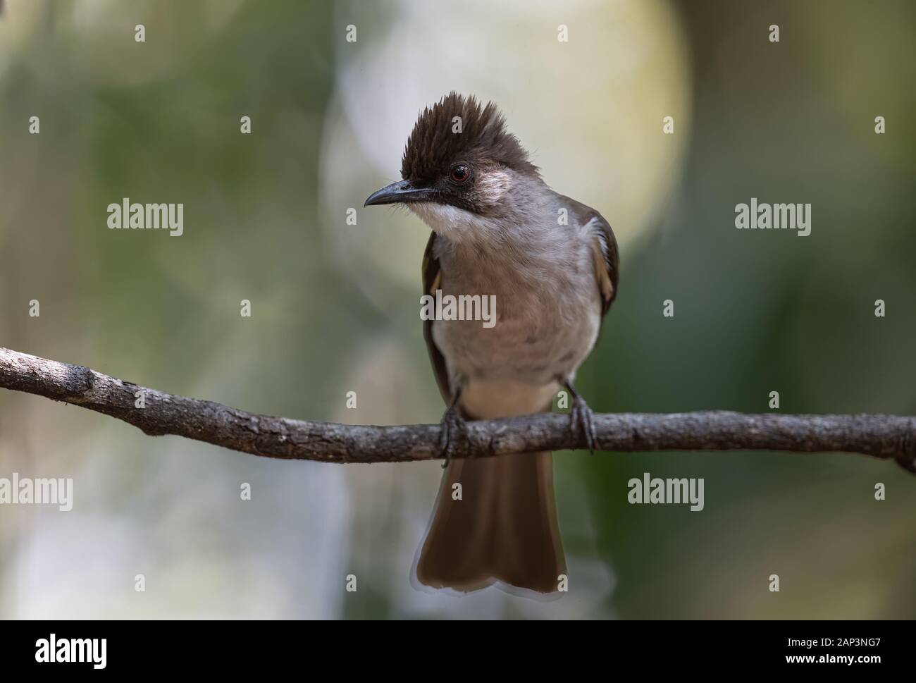 The ashy bulbul (Hemixos flavala) is a species of songbird in the ...