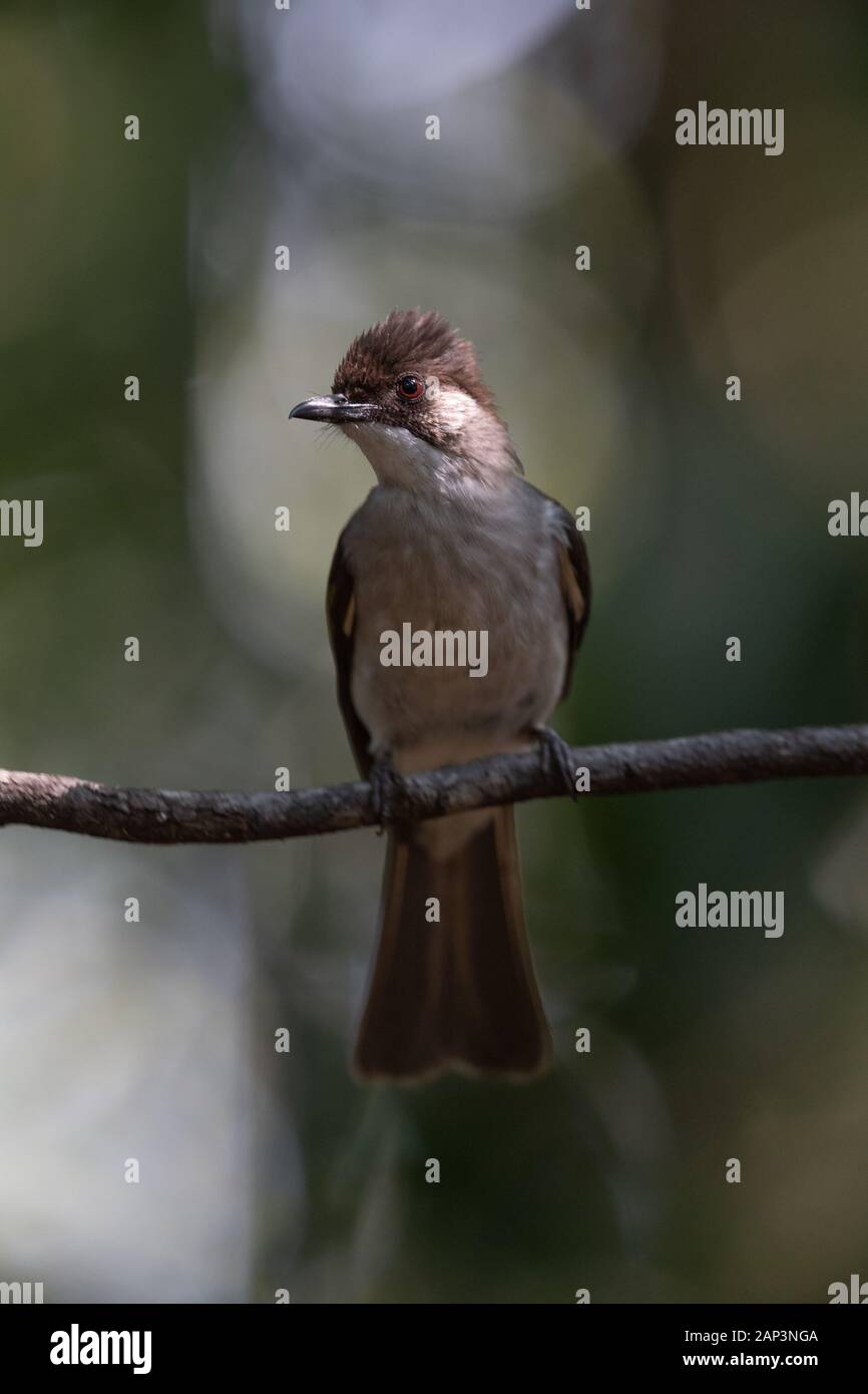 The ashy bulbul (Hemixos flavala) is a species of songbird in the ...