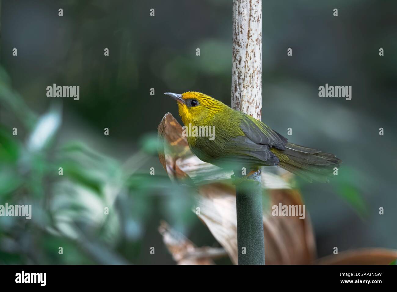 The golden babbler (Cyanoderma chrysaea) is a babbler species in the ...
