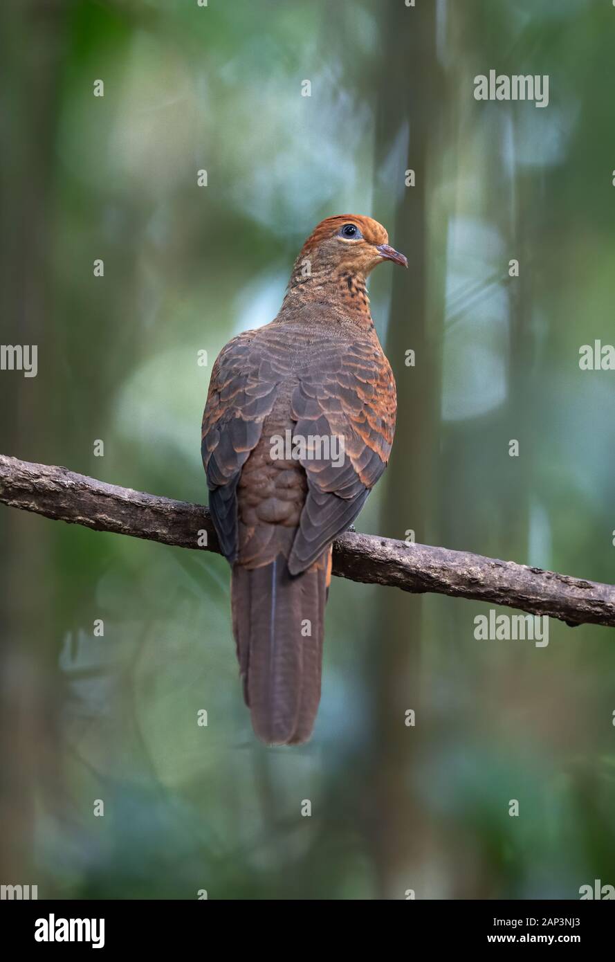 Little cuckoo dove hi-res stock photography and images - Alamy