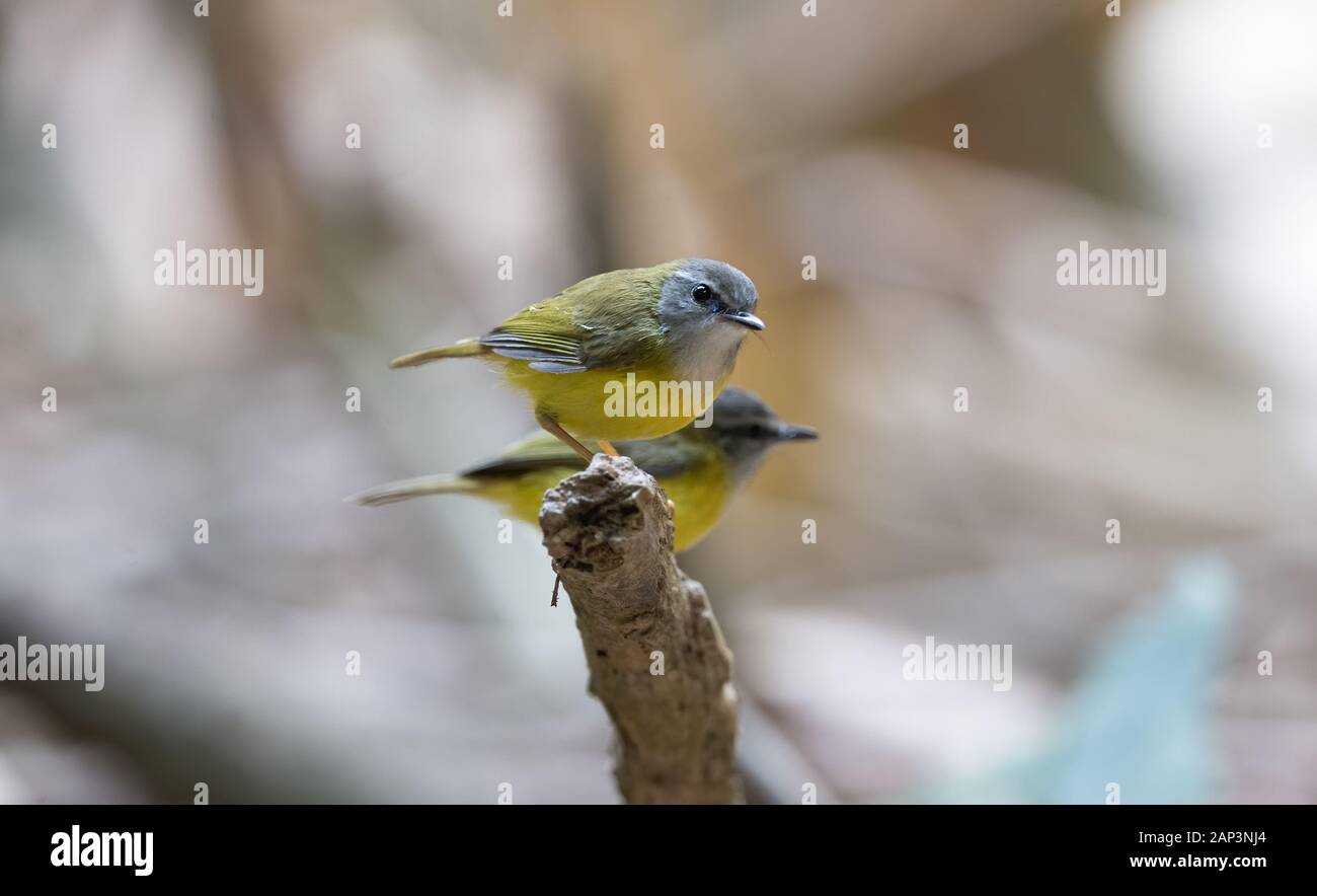 The yellow-bellied warbler (Abroscopus superciliaris) is a species of ...