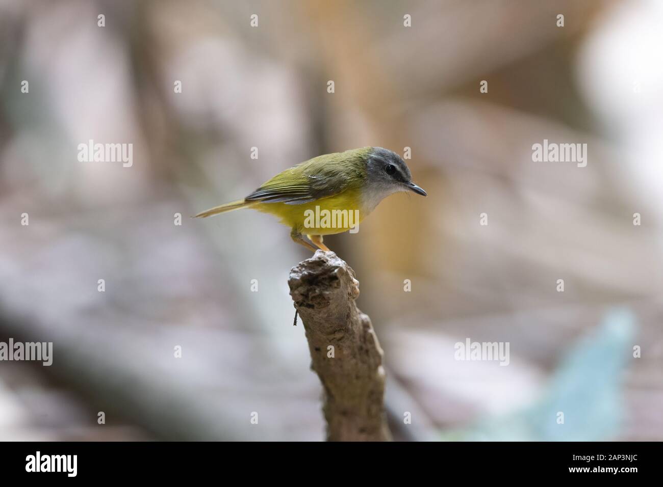 The yellow-bellied warbler (Abroscopus superciliaris) is a species of ...