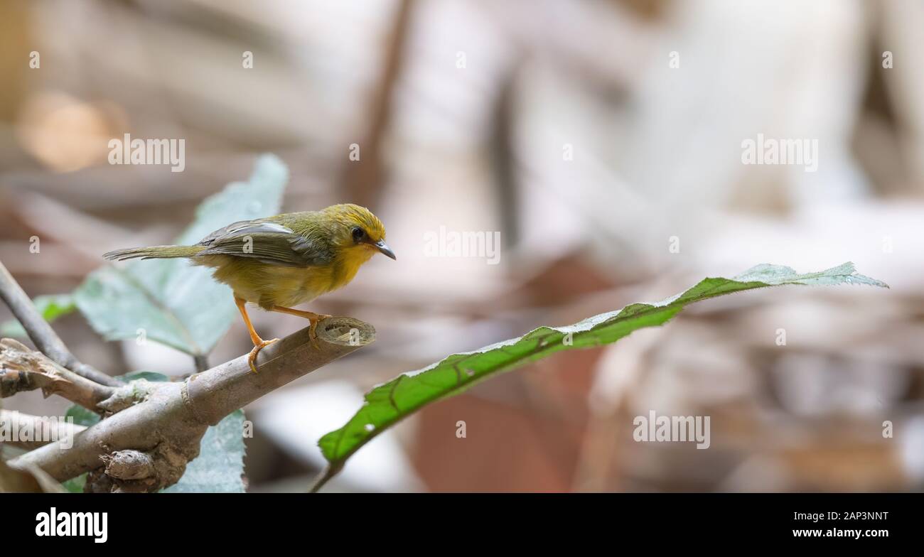 The golden babbler (Cyanoderma chrysaea) is a babbler species in the ...
