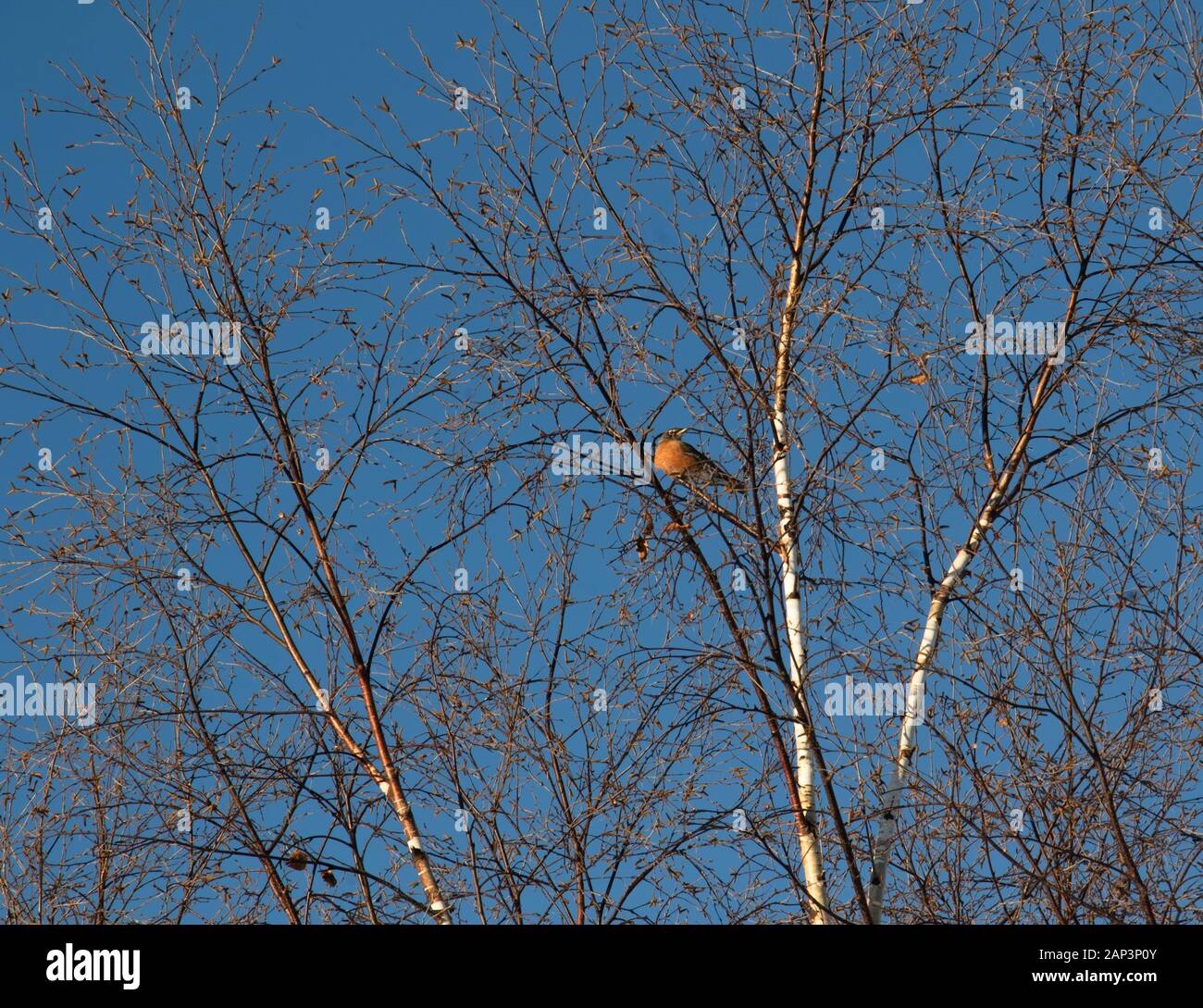 A large red breasted American Robin perched in a bare birch tree with ...